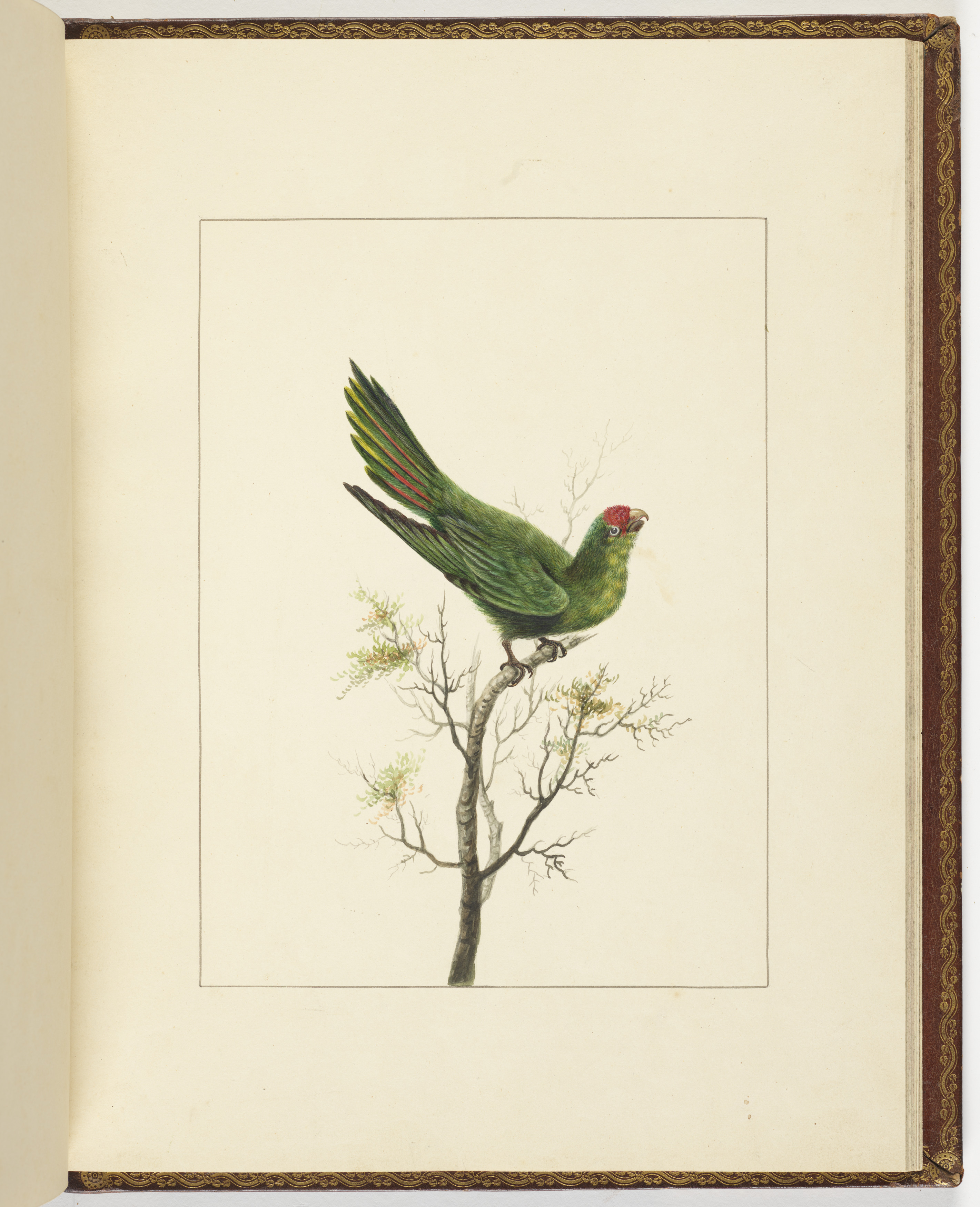 Take 5 bird artists | State Library of NSW