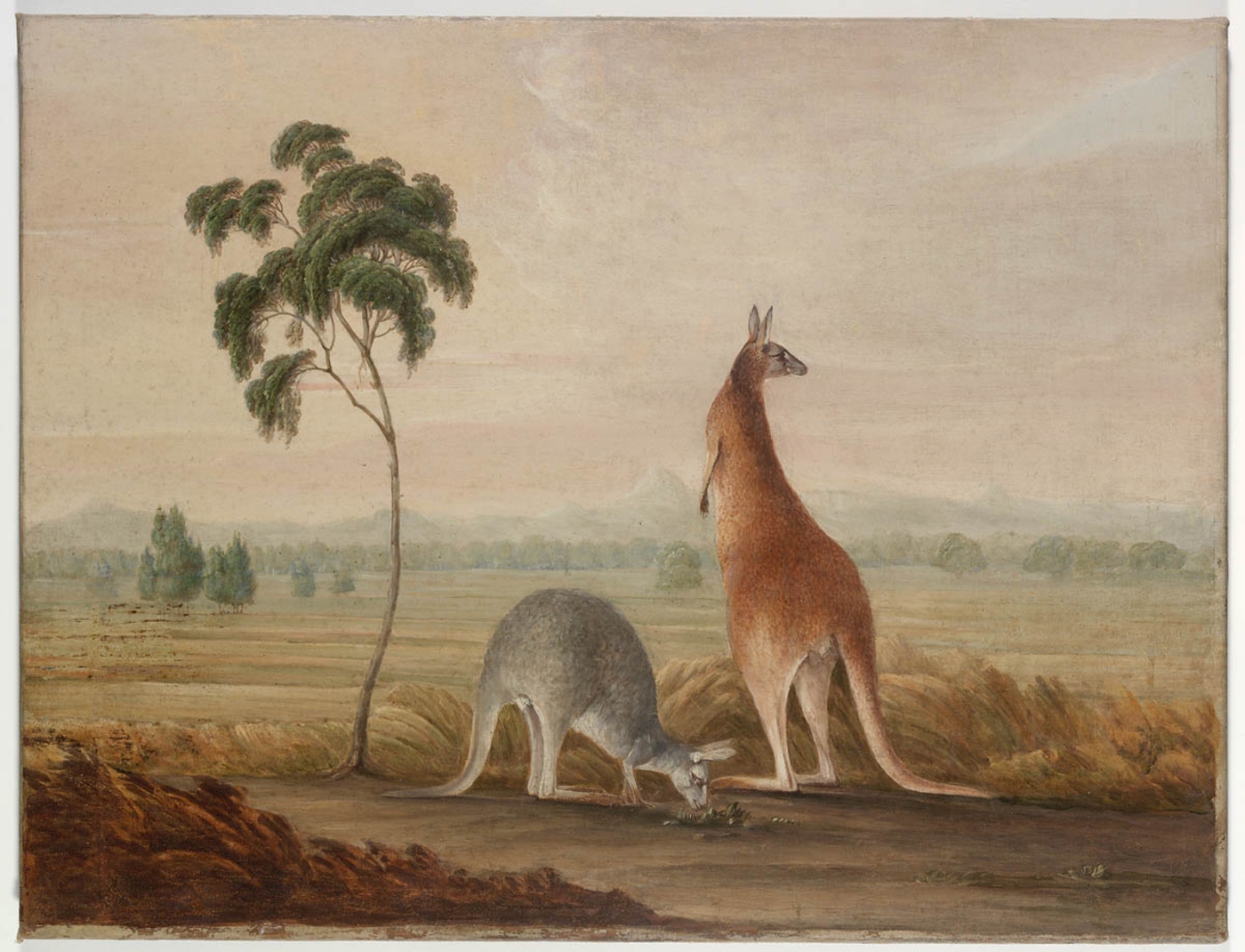 Australian Kangaroo Natural Scenery