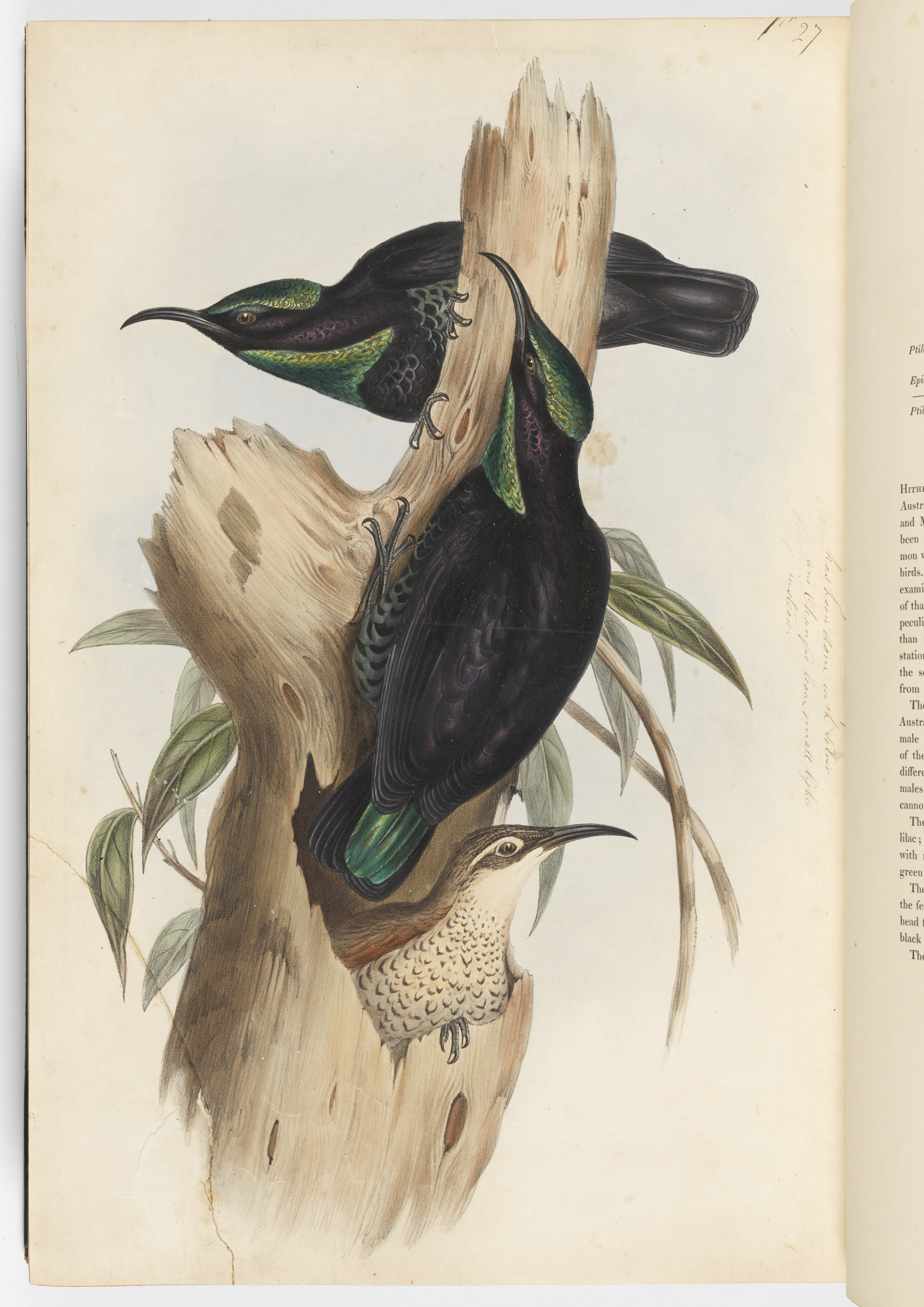 Splendid Species: Gould's Birds of Australia | State Library of NSW