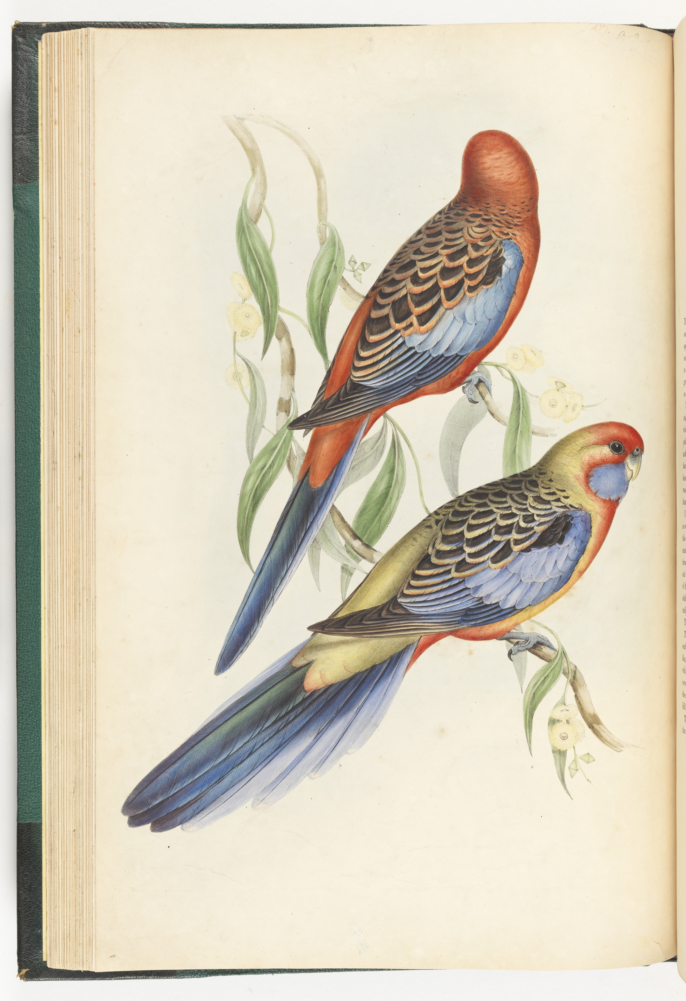 Splendid Species: Gould's Birds of Australia | State Library of NSW